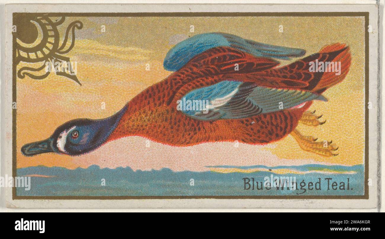 Blue Winged Teal, from the Game Birds series (N13) for Allen & Ginter ...