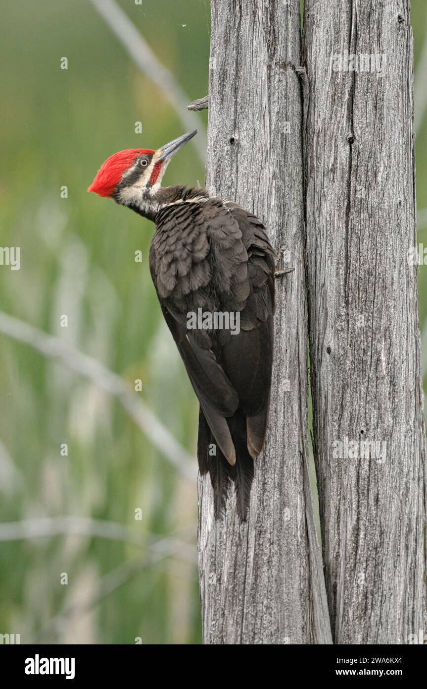 Pileated Woodpecker perch on a tree trunk Stock Photo - Alamy