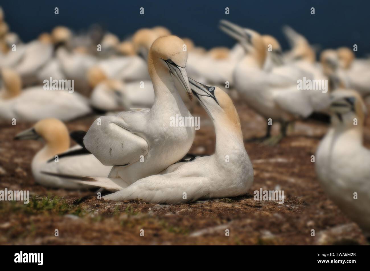 Pair Of Breeding Northern Gannet Stock Photo Alamy