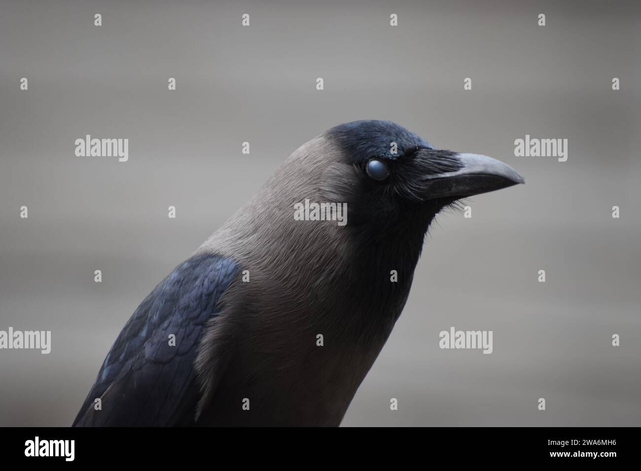 Animals in cities hi-res stock photography and images - Alamy