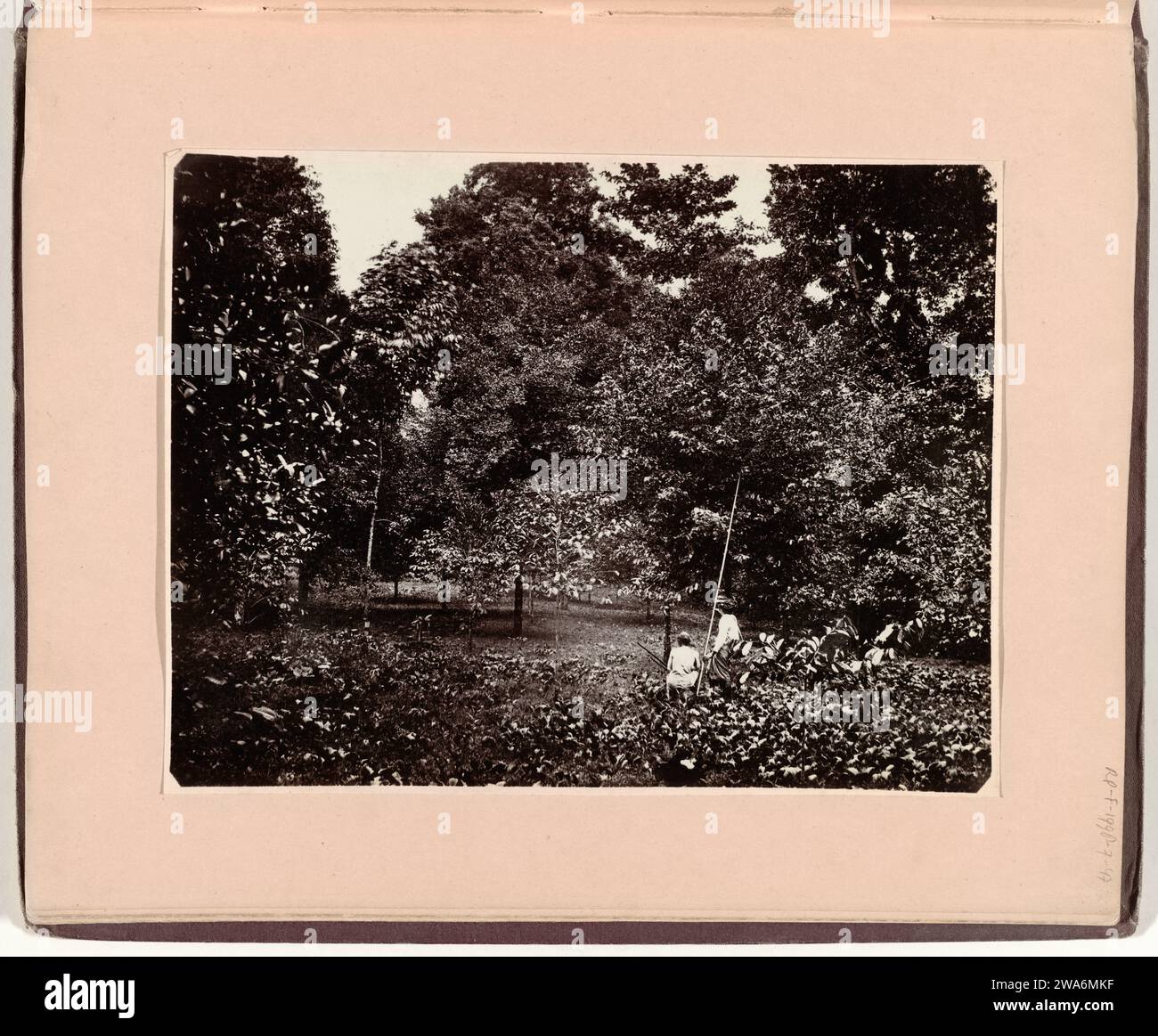 Harvesting of nutmeg, C. Dietrich (photographer), 1875 - 1890 ...