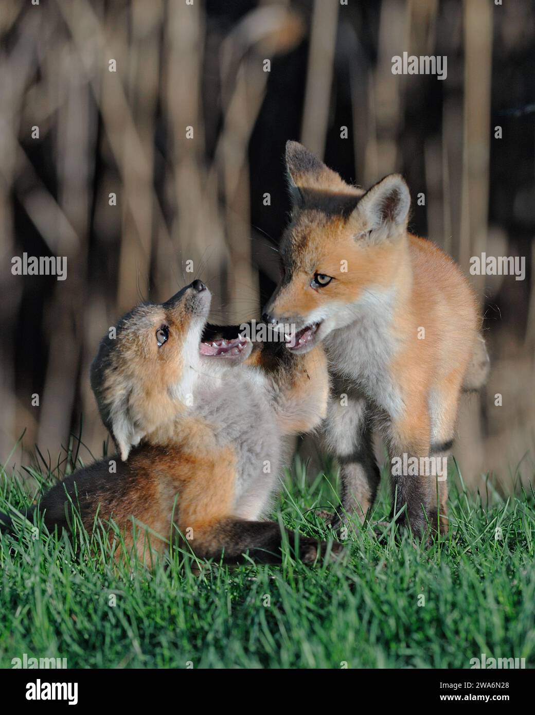 Young Red Fox running down a path Stock Photo - Alamy