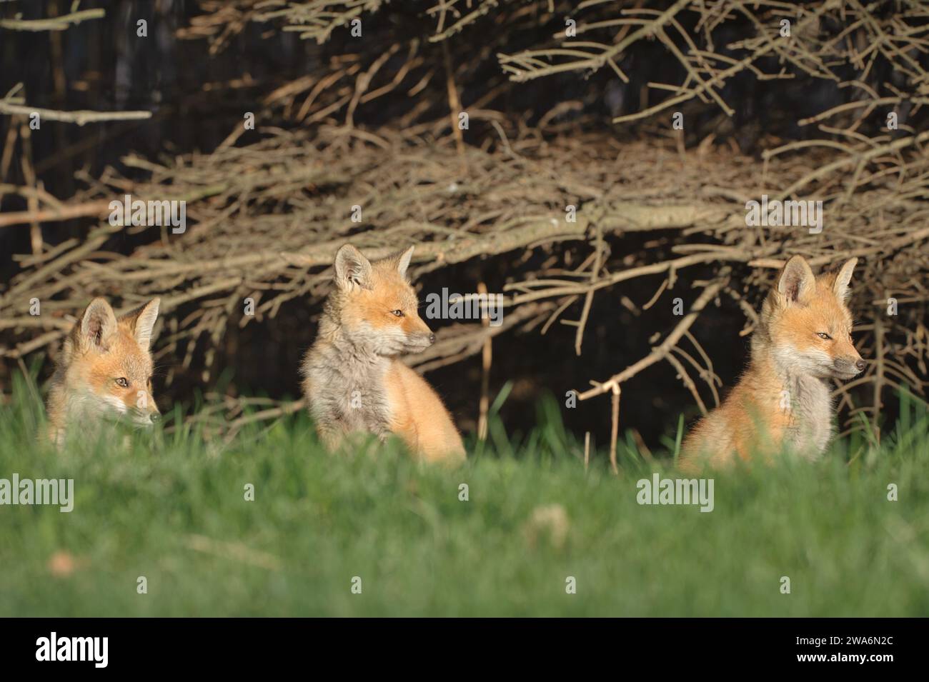 Young Red Fox running down a path Stock Photo - Alamy