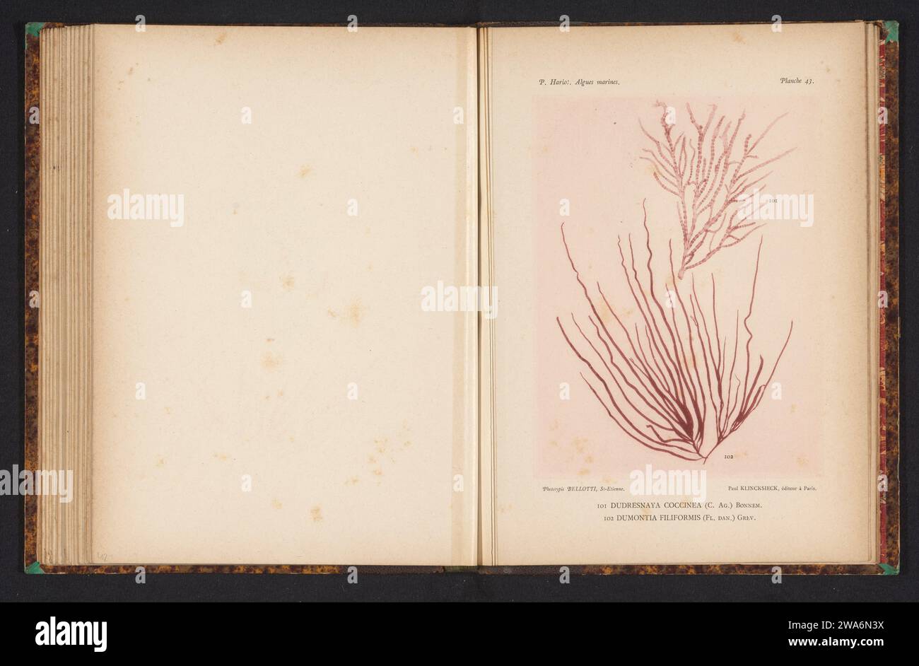 Dumontia filiformis hi-res stock photography and images - Alamy