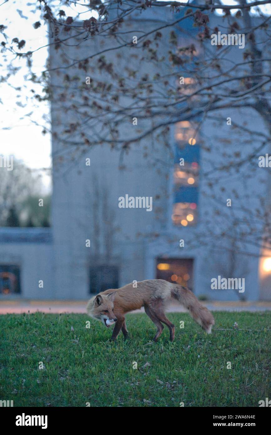 One Red Foxes eating a sauvage and eggs Stock Photo - Alamy