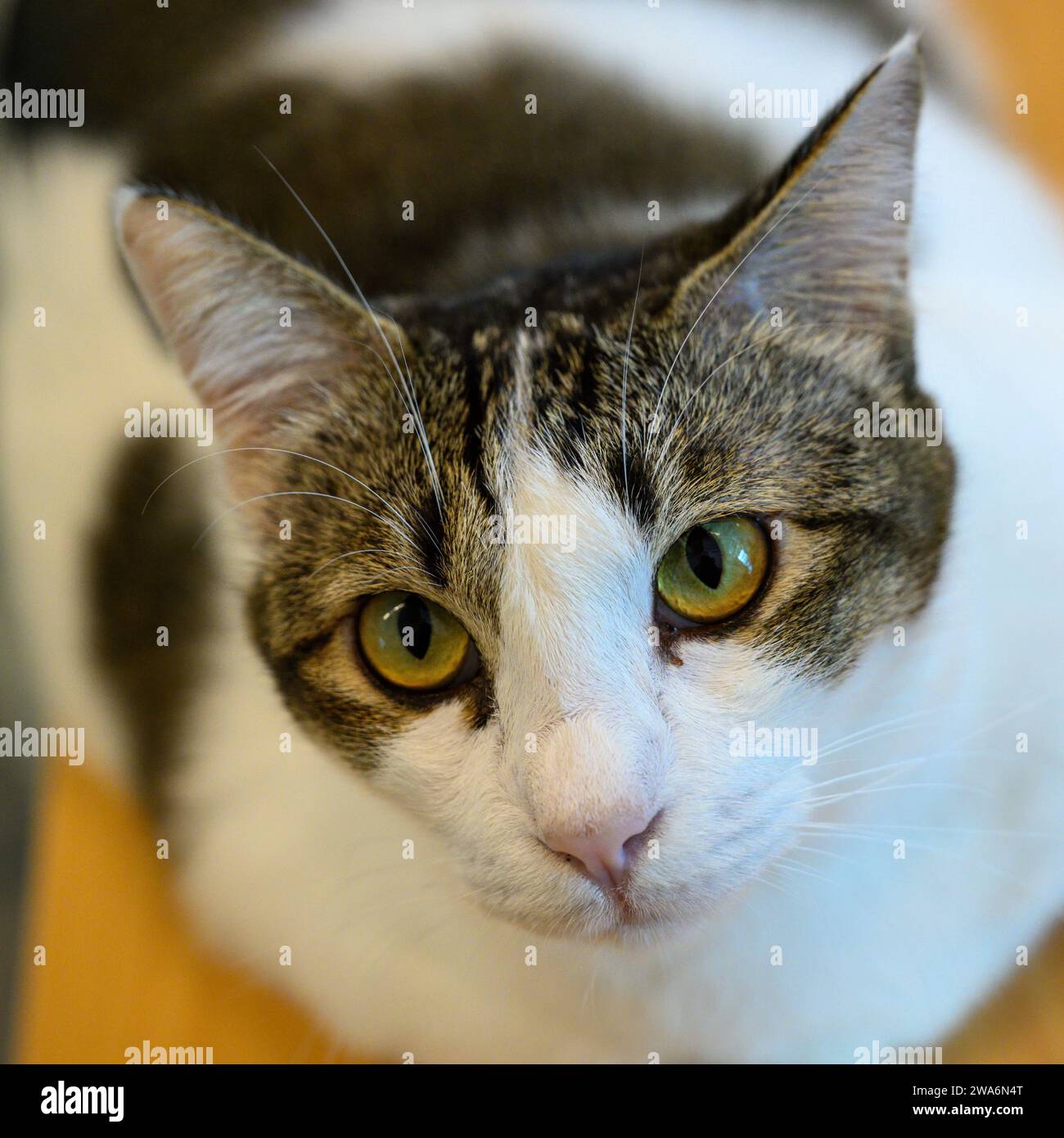 Cute cat relaxing, ideal calendar image Stock Photo - Alamy