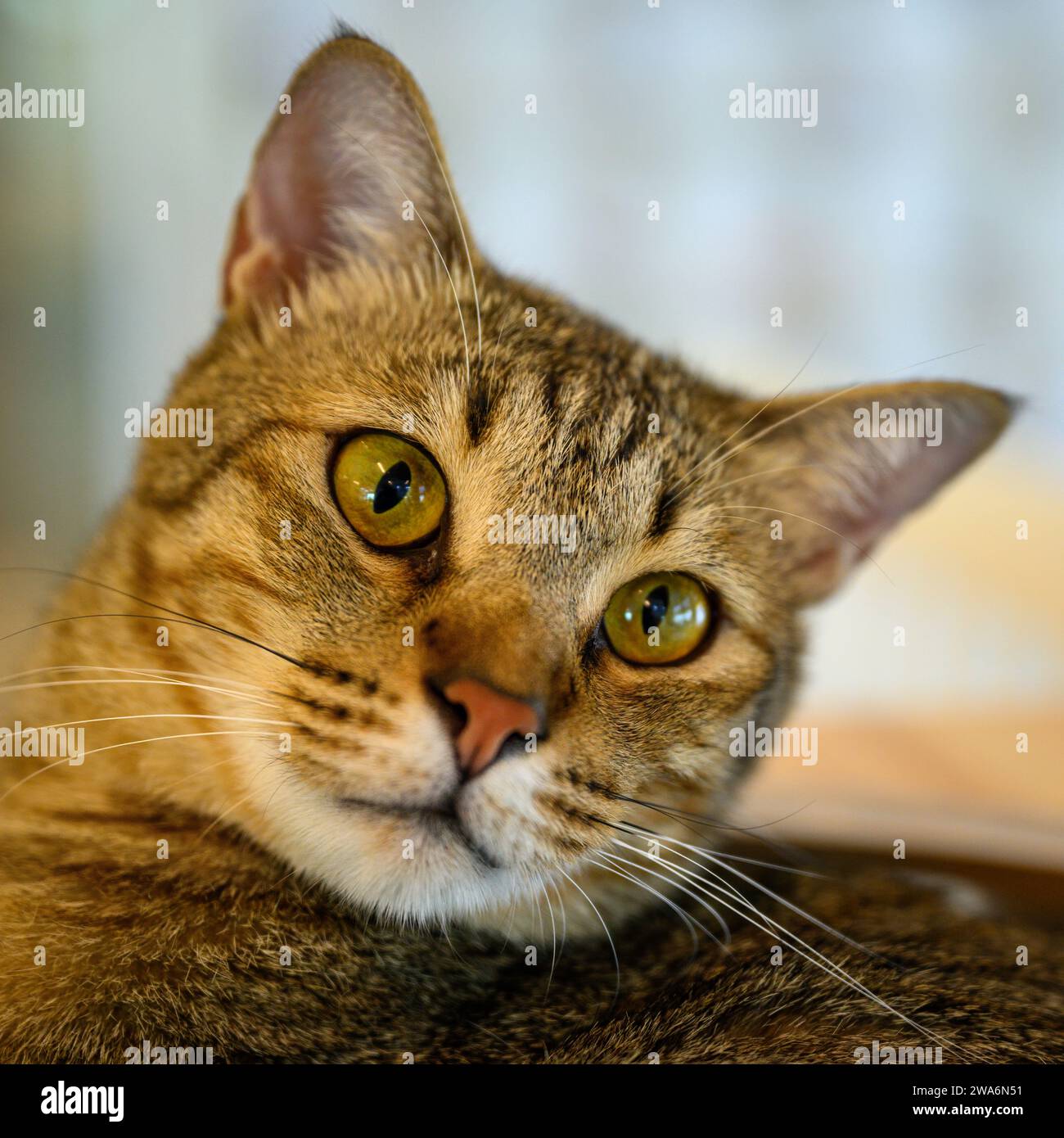 Cute cat relaxing, ideal calendar image Stock Photo - Alamy