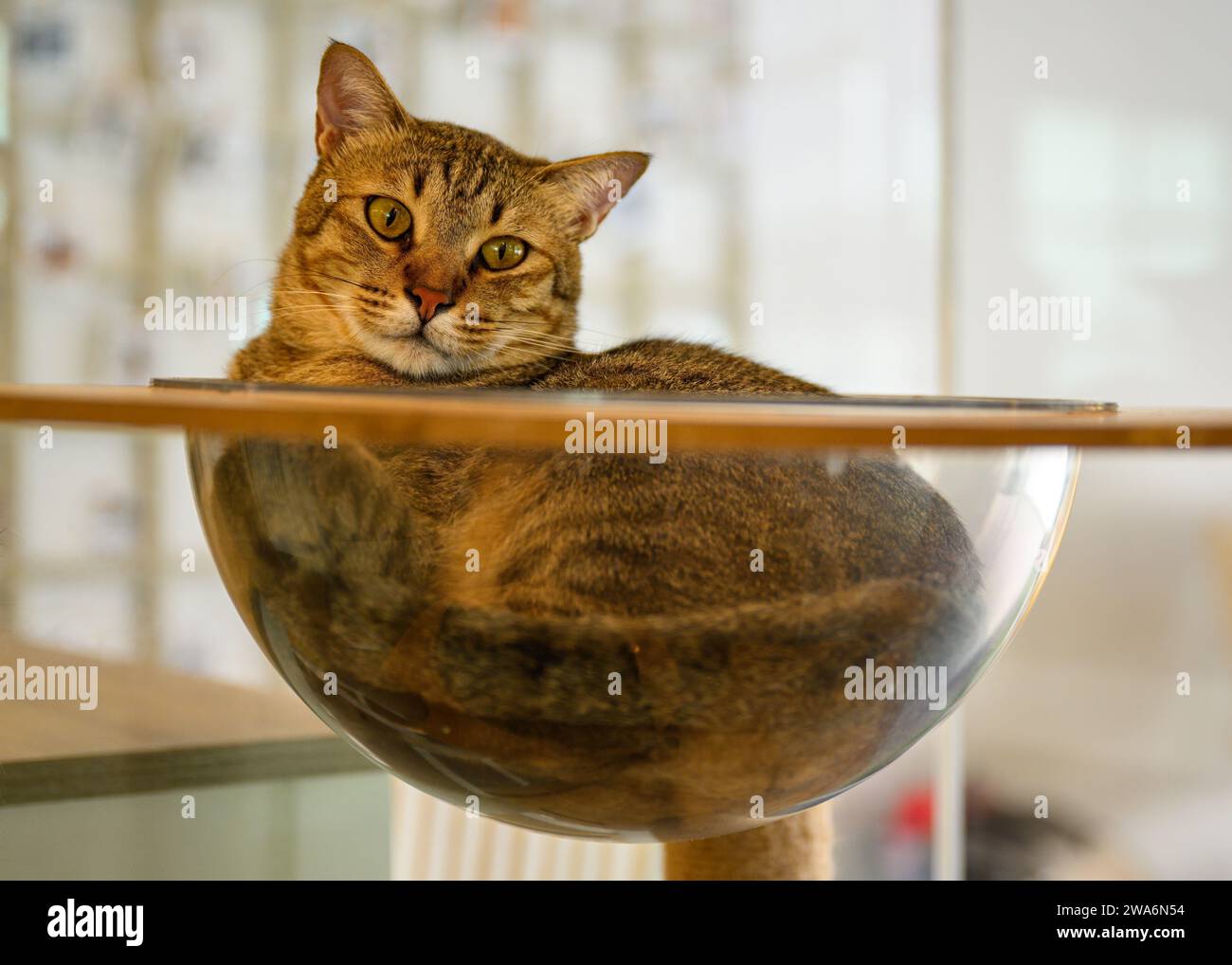 Cute cat relaxing, ideal calendar image Stock Photo - Alamy