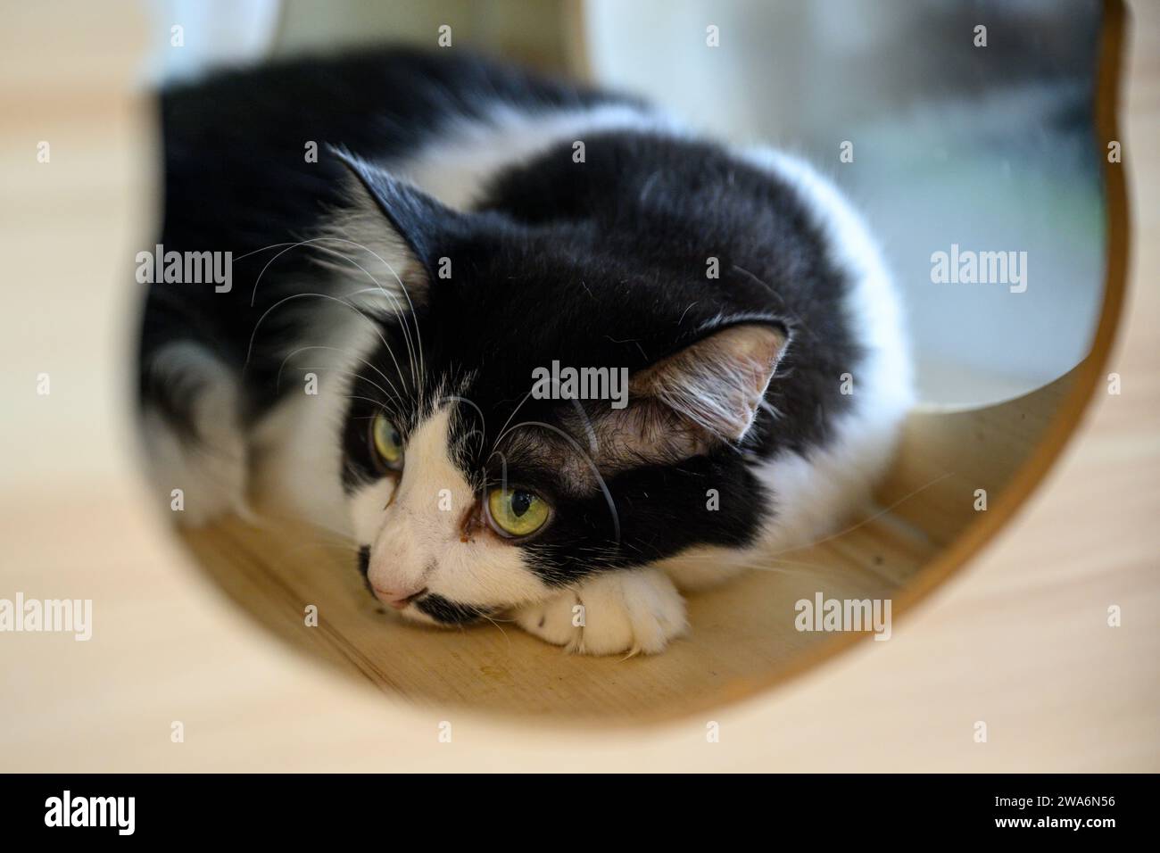 Cute cat relaxing, ideal calendar image Stock Photo - Alamy