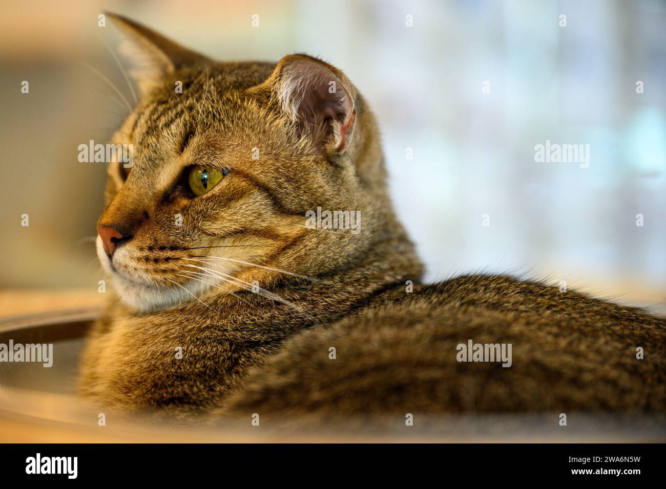 Cute cat relaxing, ideal calendar image Stock Photo - Alamy