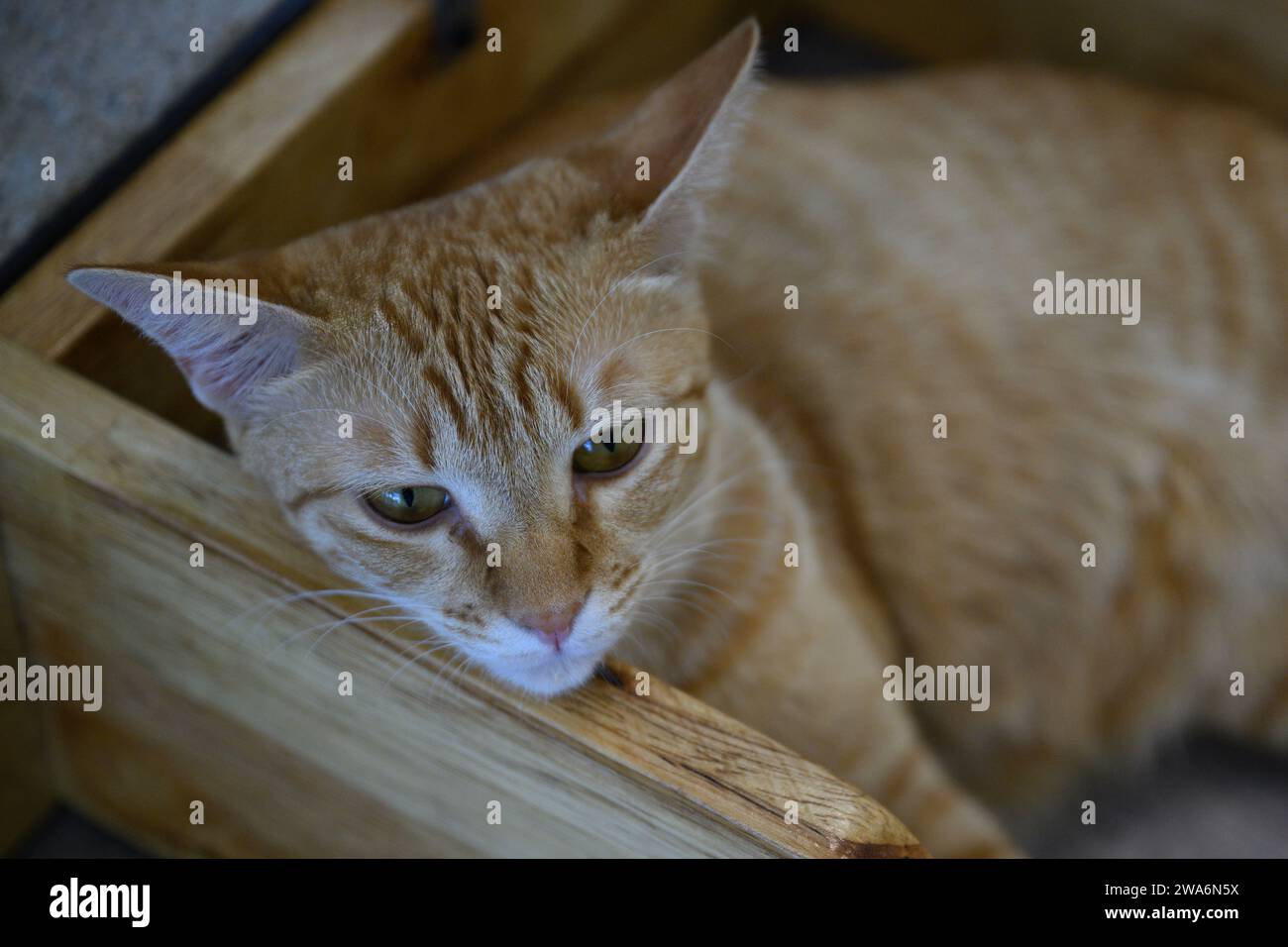 Cute cat relaxing, ideal calendar image Stock Photo - Alamy