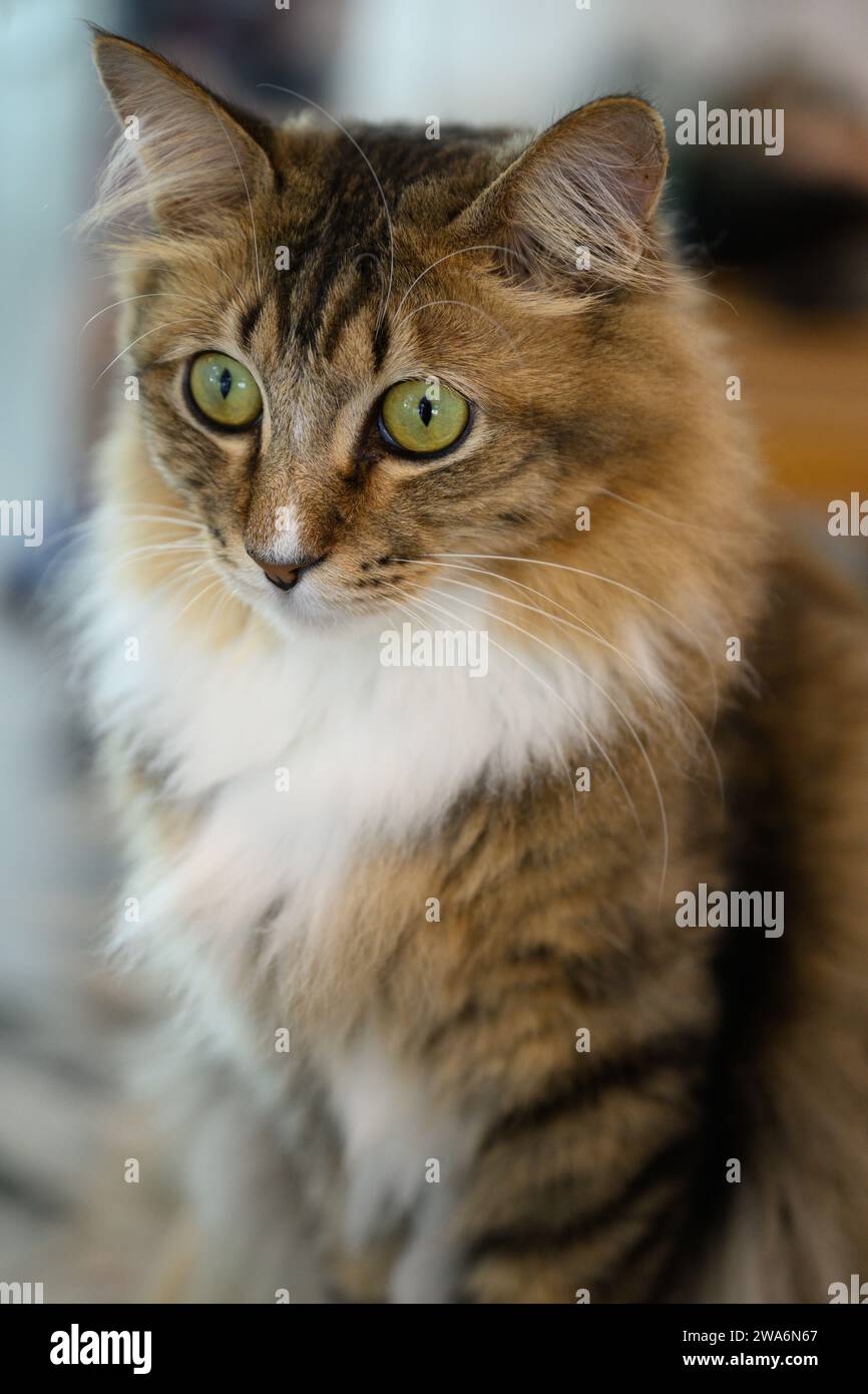 Cute cat relaxing, ideal calendar image Stock Photo - Alamy