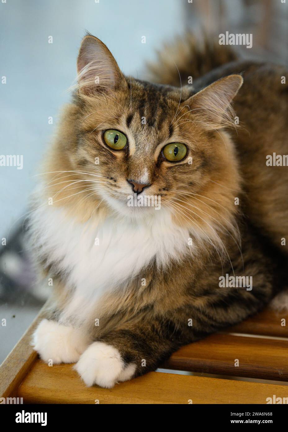 Ideal calendar image hi-res stock photography and images - Alamy