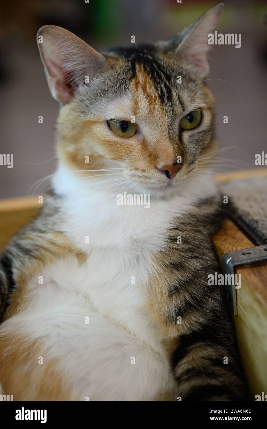 Cute cat relaxing, ideal calendar image Stock Photo - Alamy