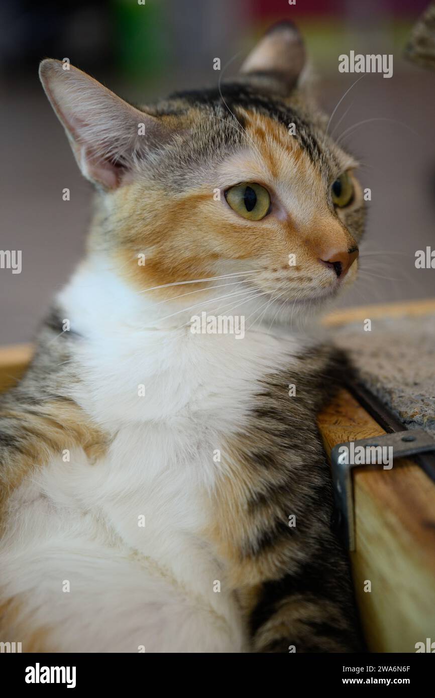 Ideal lying hi-res stock photography and images - Alamy