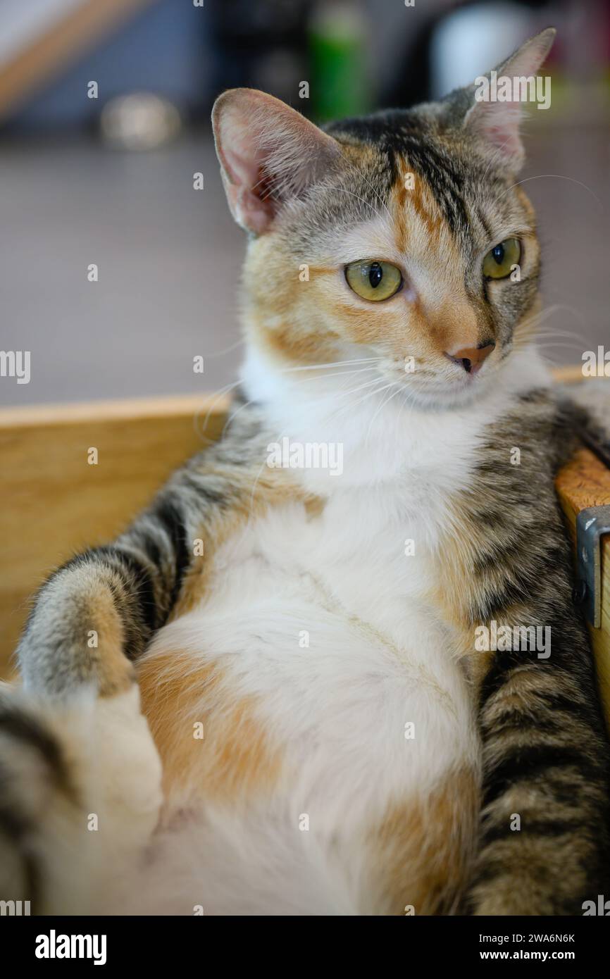 Cute cat relaxing, ideal calendar image Stock Photo - Alamy
