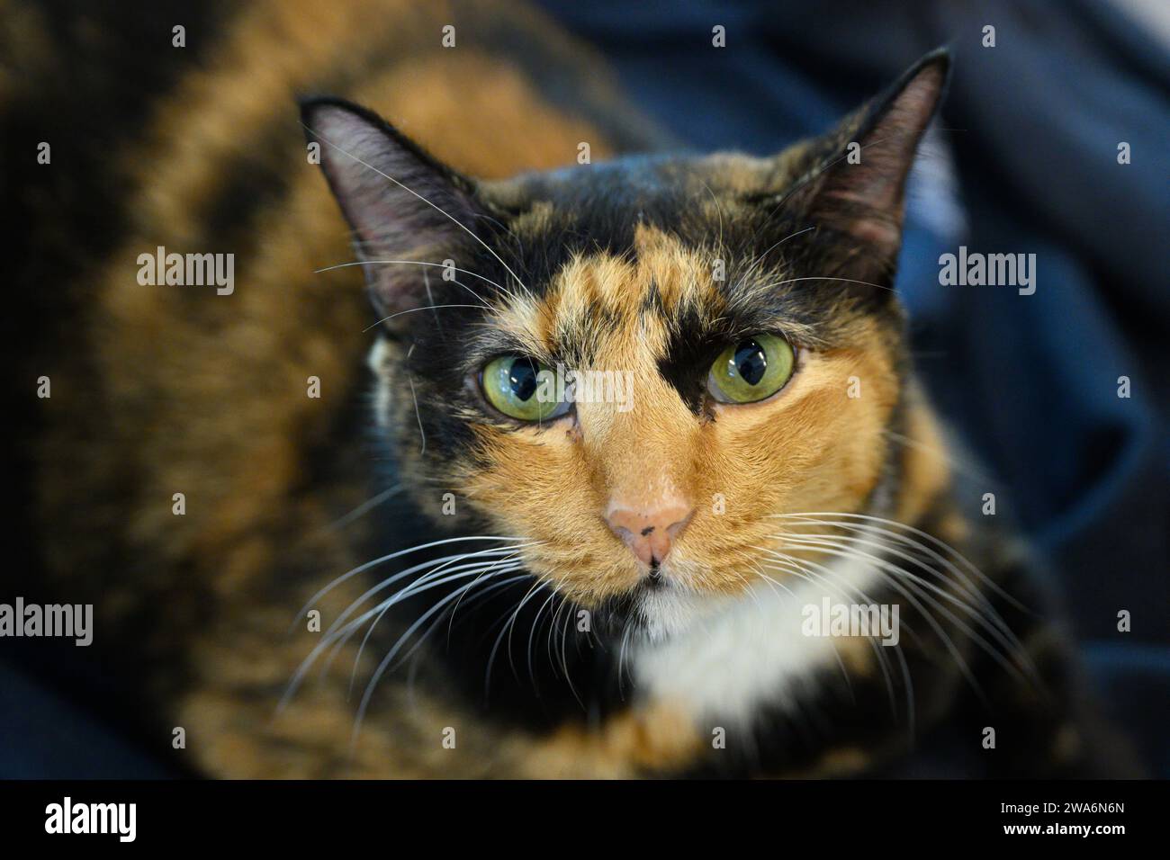 Cute cat relaxing, ideal calendar image Stock Photo - Alamy