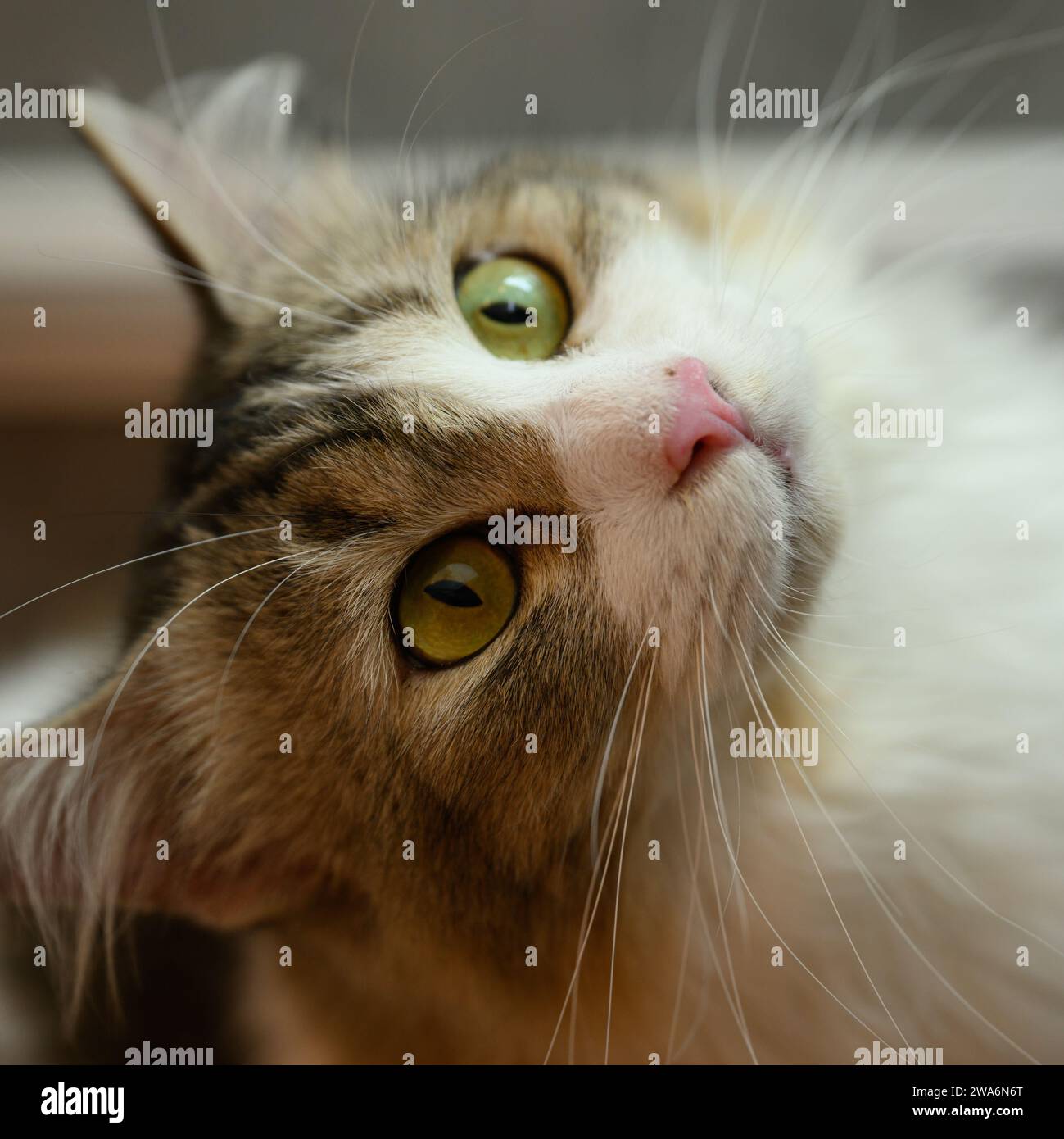 Cute cat relaxing, ideal calendar image Stock Photo - Alamy