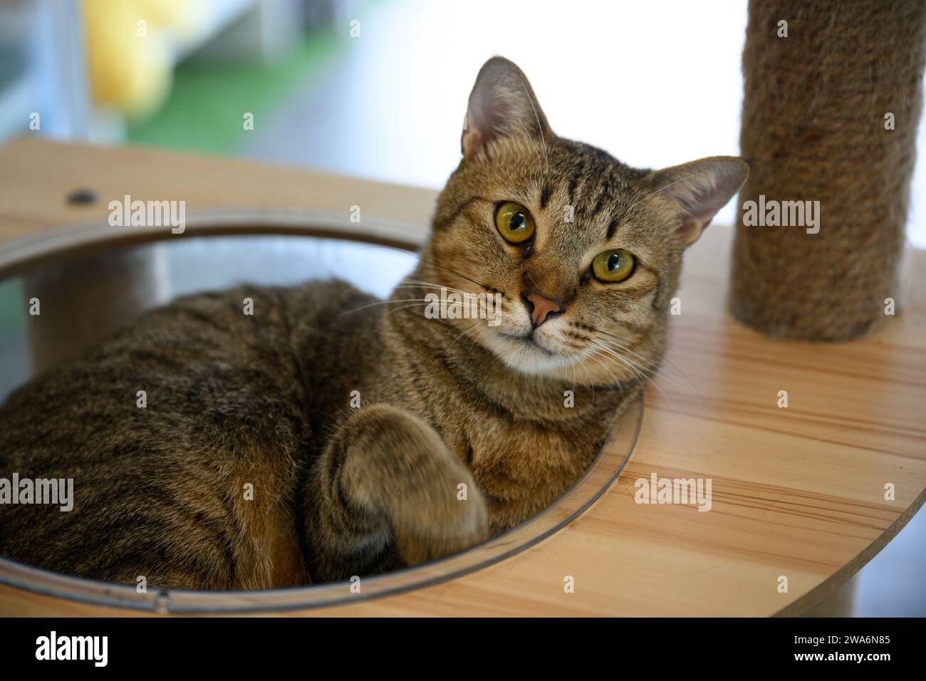 Cute cat relaxing, ideal calendar image Stock Photo - Alamy