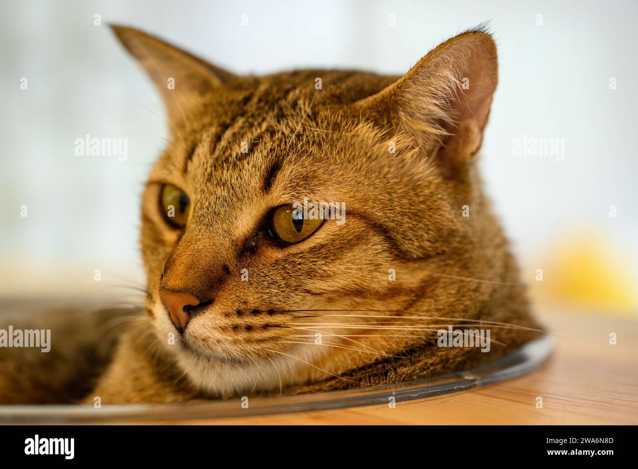 Cute cat relaxing, Boss cat, ideal calendar image Stock Photo - Alamy
