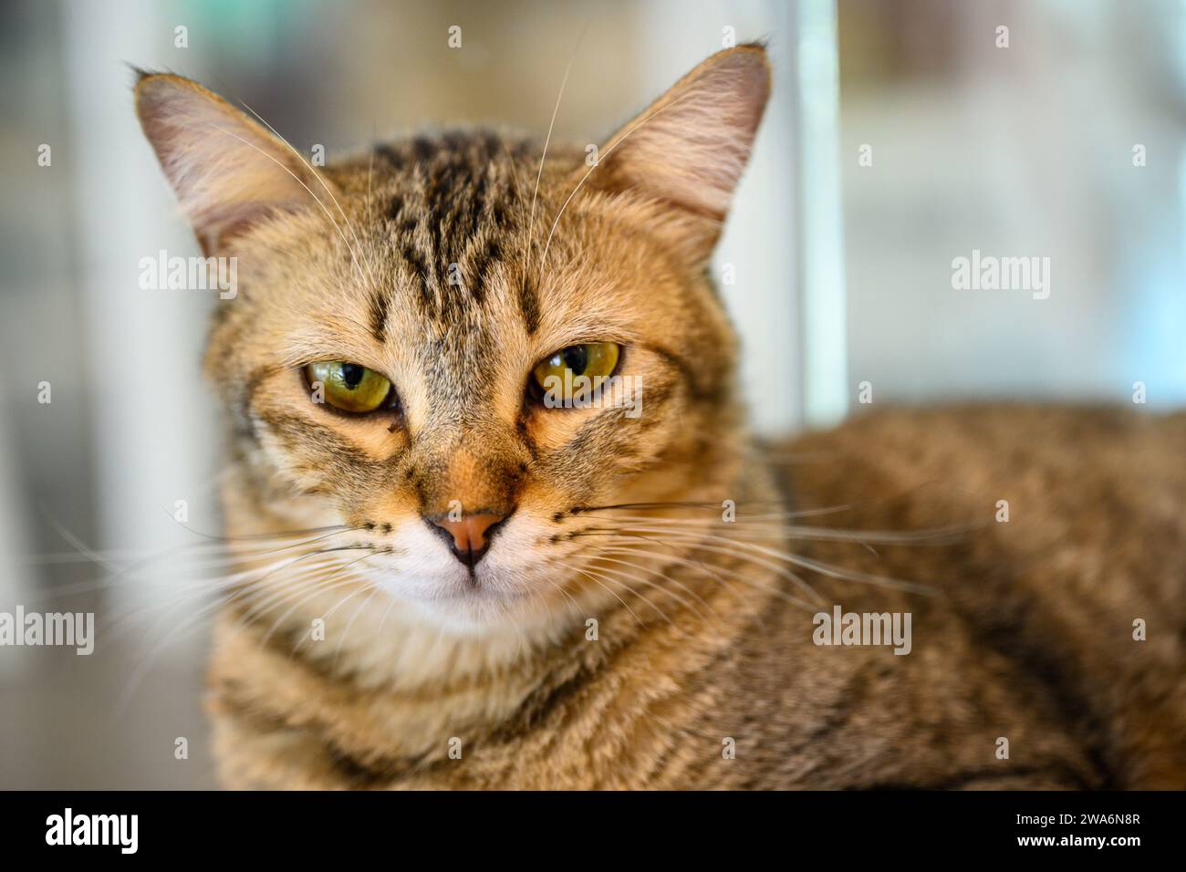 Cute cat relaxing, ideal calendar image Stock Photo - Alamy