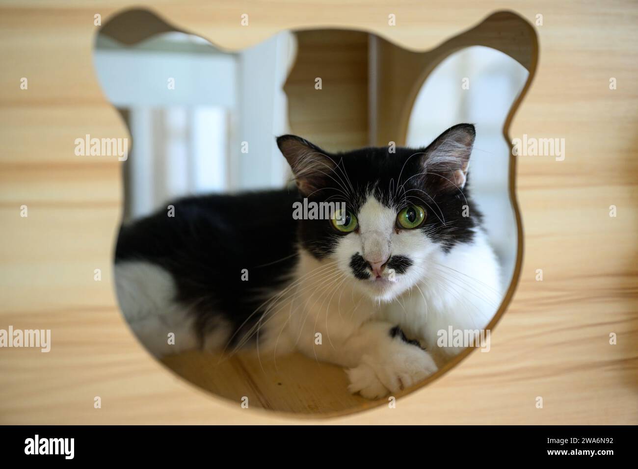 Cute cat relaxing, ideal calendar image Stock Photo - Alamy