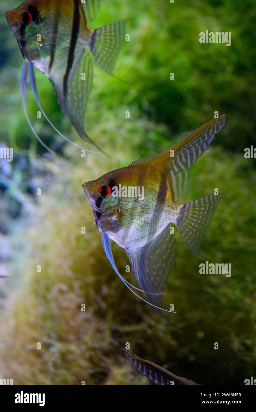 An Altum Angel Fish (Deep Angelfish Stock Photo - Alamy