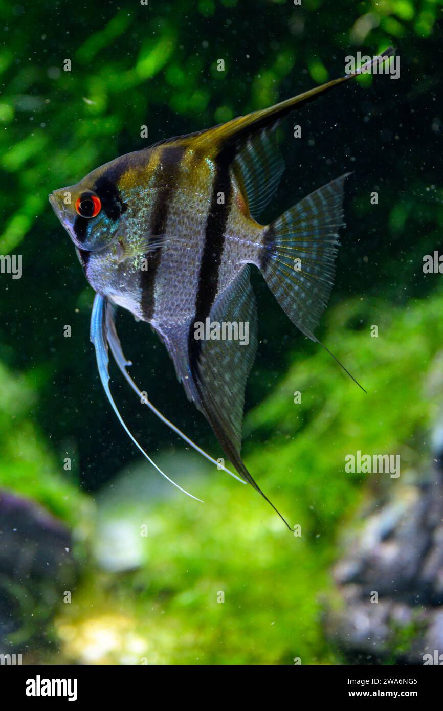 An Altum Angel Fish (Deep Angelfish Stock Photo - Alamy