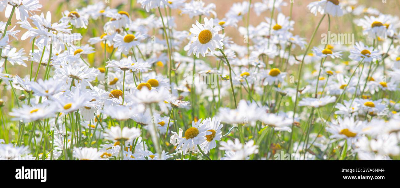 Wild daisy flowers growing on meadow, lawn, white chamomiles on green ...