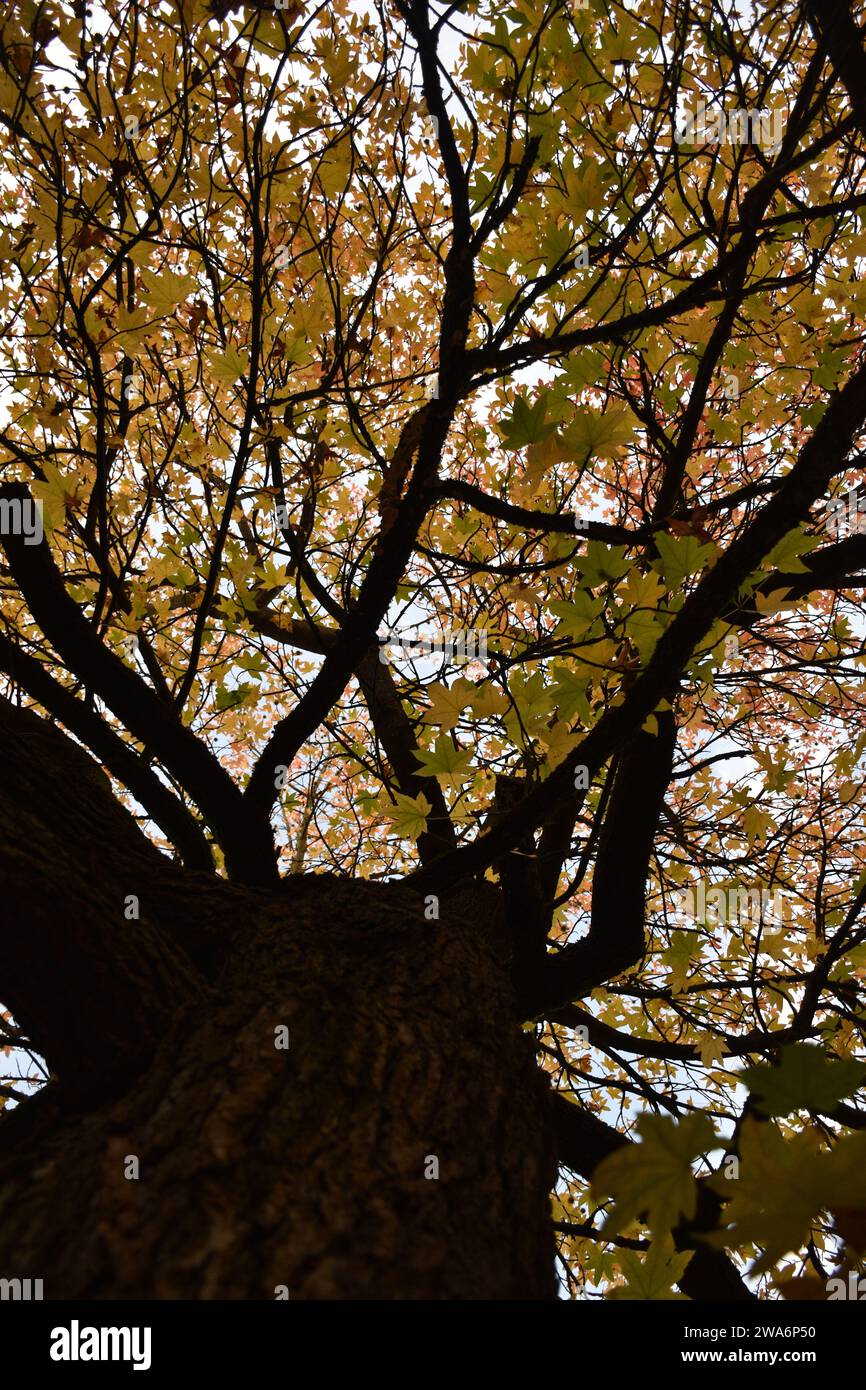 Strong tree branches hi-res stock photography and images - Alamy