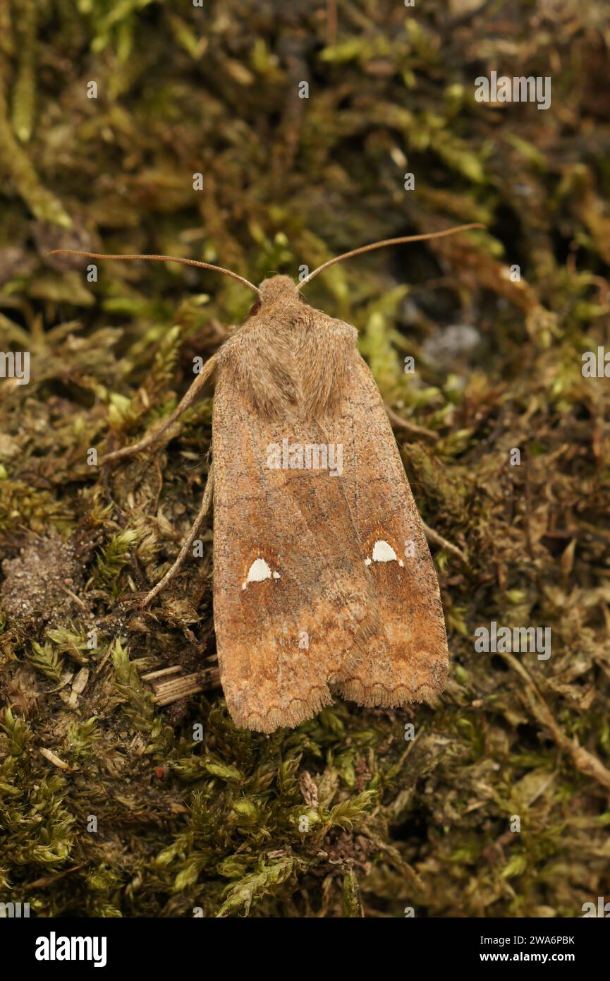 A noctuidae moth hi-res stock photography and images - Alamy