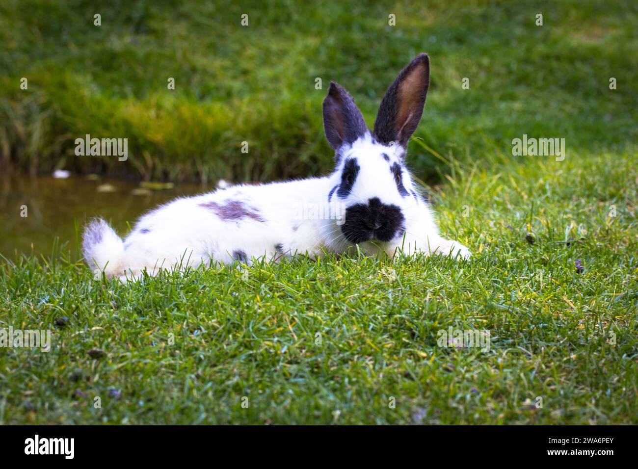 Easter cute black white bunny, rabbit is lying on green grass in ...