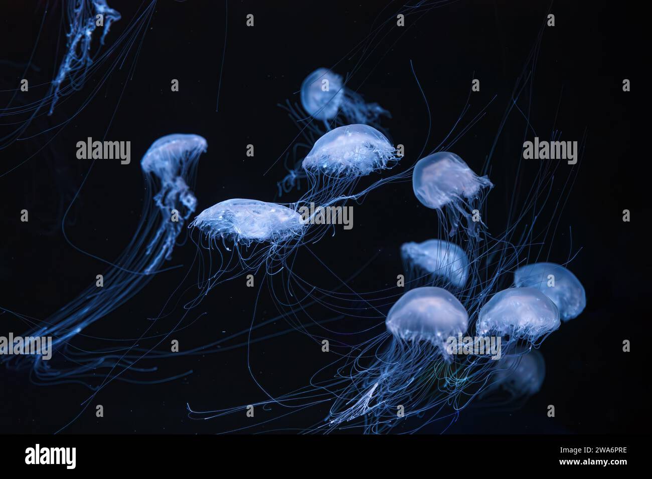 Atlantic sea nettle, Chrysaora quinquecirrha, East Cost sea nettle ...
