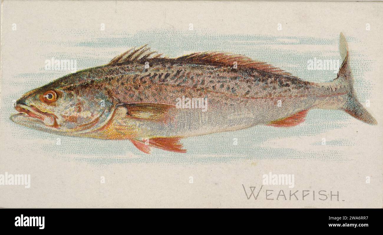 Weakfish, from the Fish from American Waters series (N8) for Allen ...