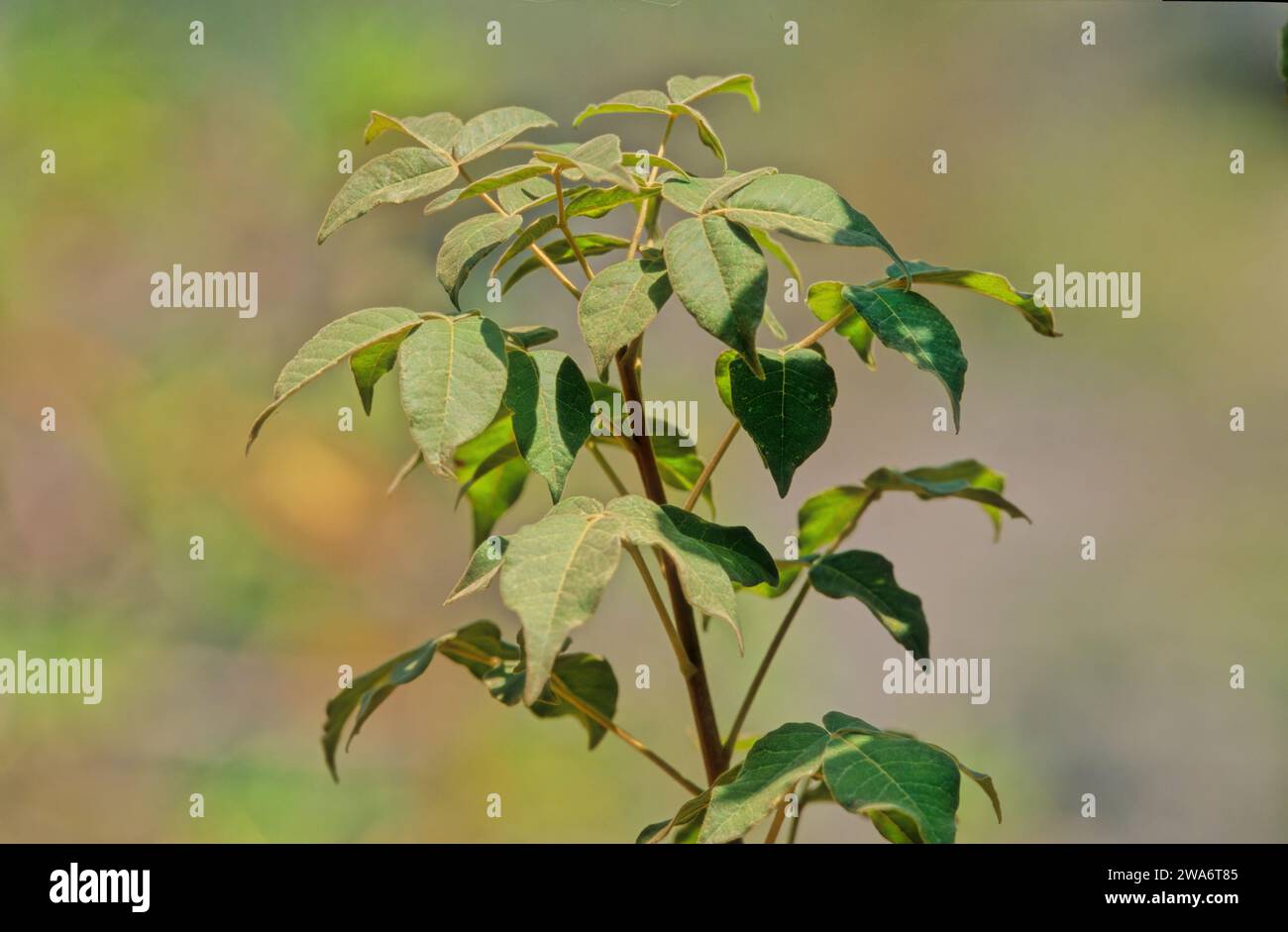 Jatropha unicostata is a species of plant in the family Euphorbiaceae ...
