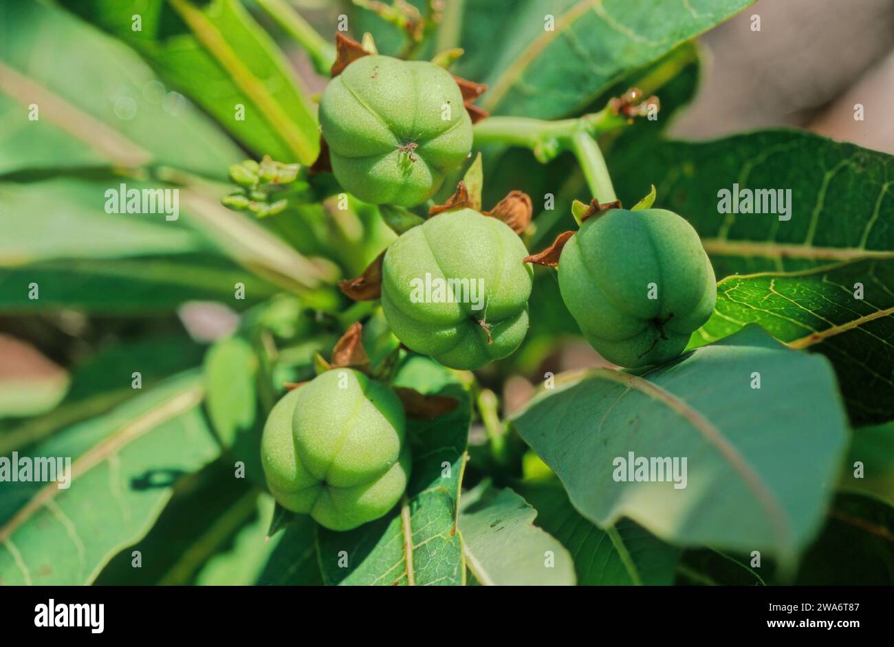 Jatropha unicostata is a species of plant in the family Euphorbiaceae ...