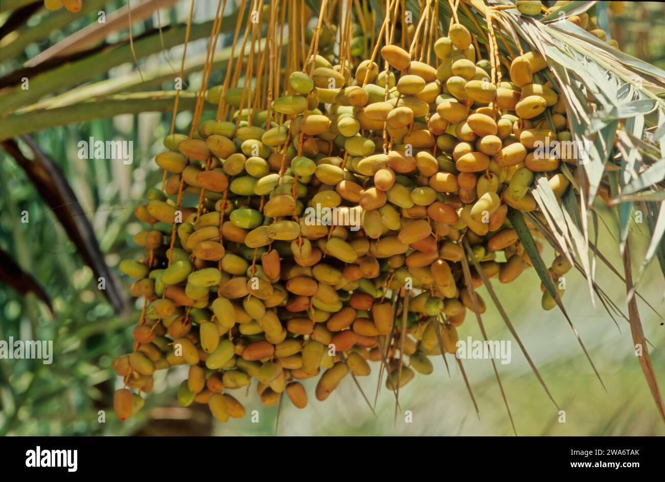 Phoenix dactylifera, commonly known as the date palm, is a flowering ...
