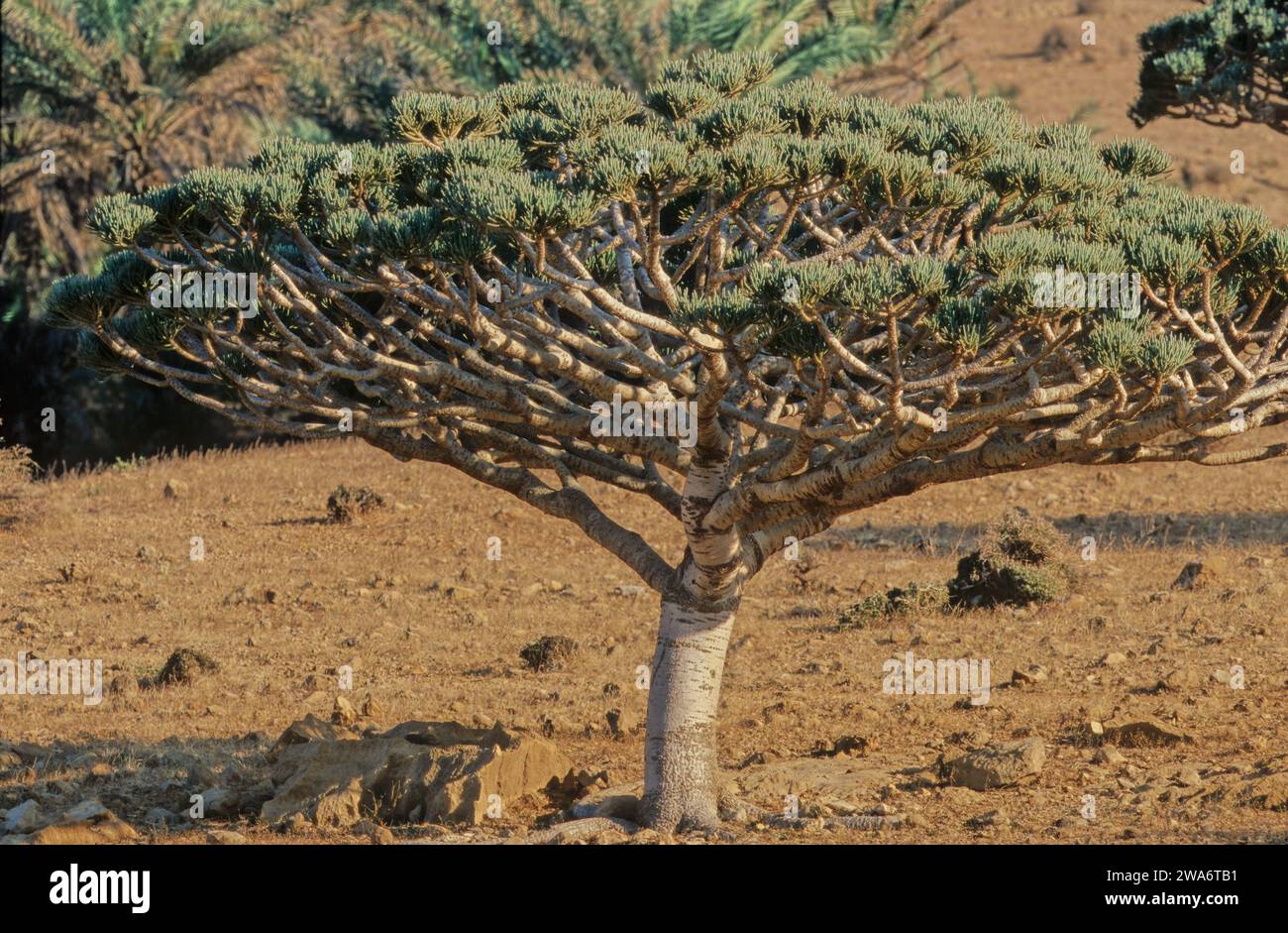 Euphorbia arbuscula is a species of plant in the spurge family ...