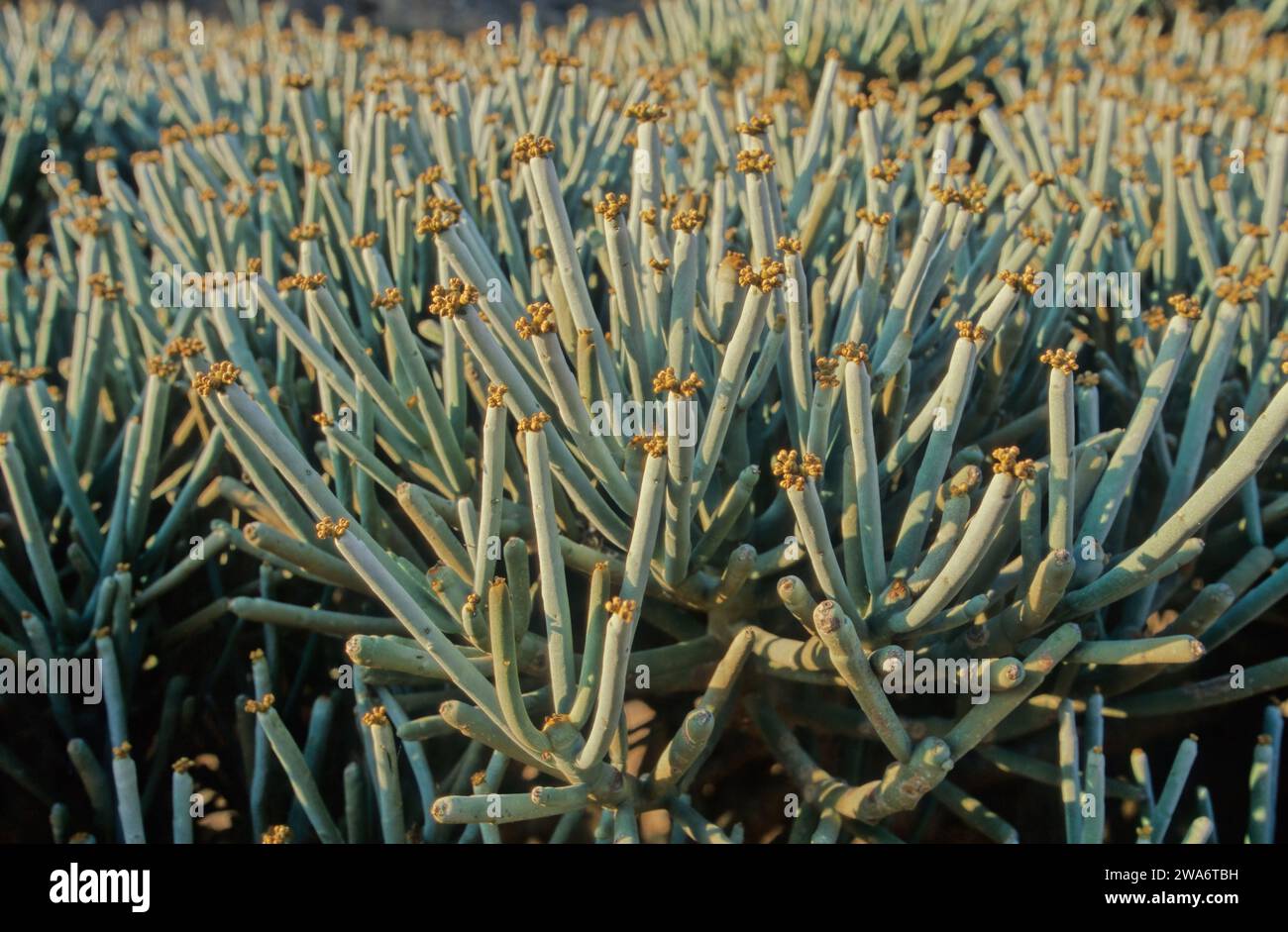 Euphorbia arbuscula is a species of plant in the spurge family ...