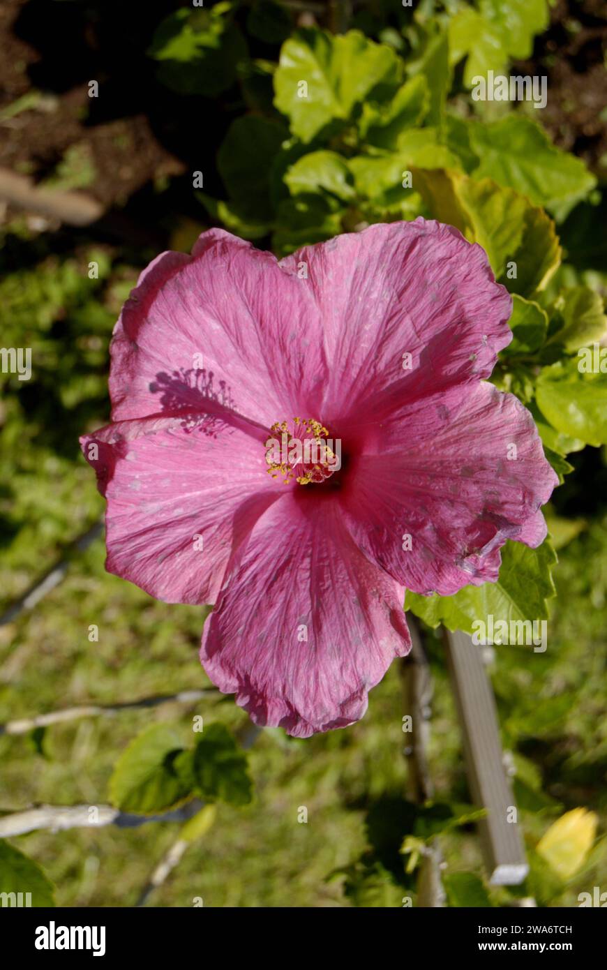 Maui blumen hi-res stock photography and images - Alamy