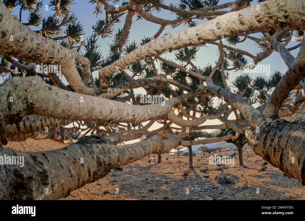 Euphorbia arbuscula is a species of plant in the spurge family ...