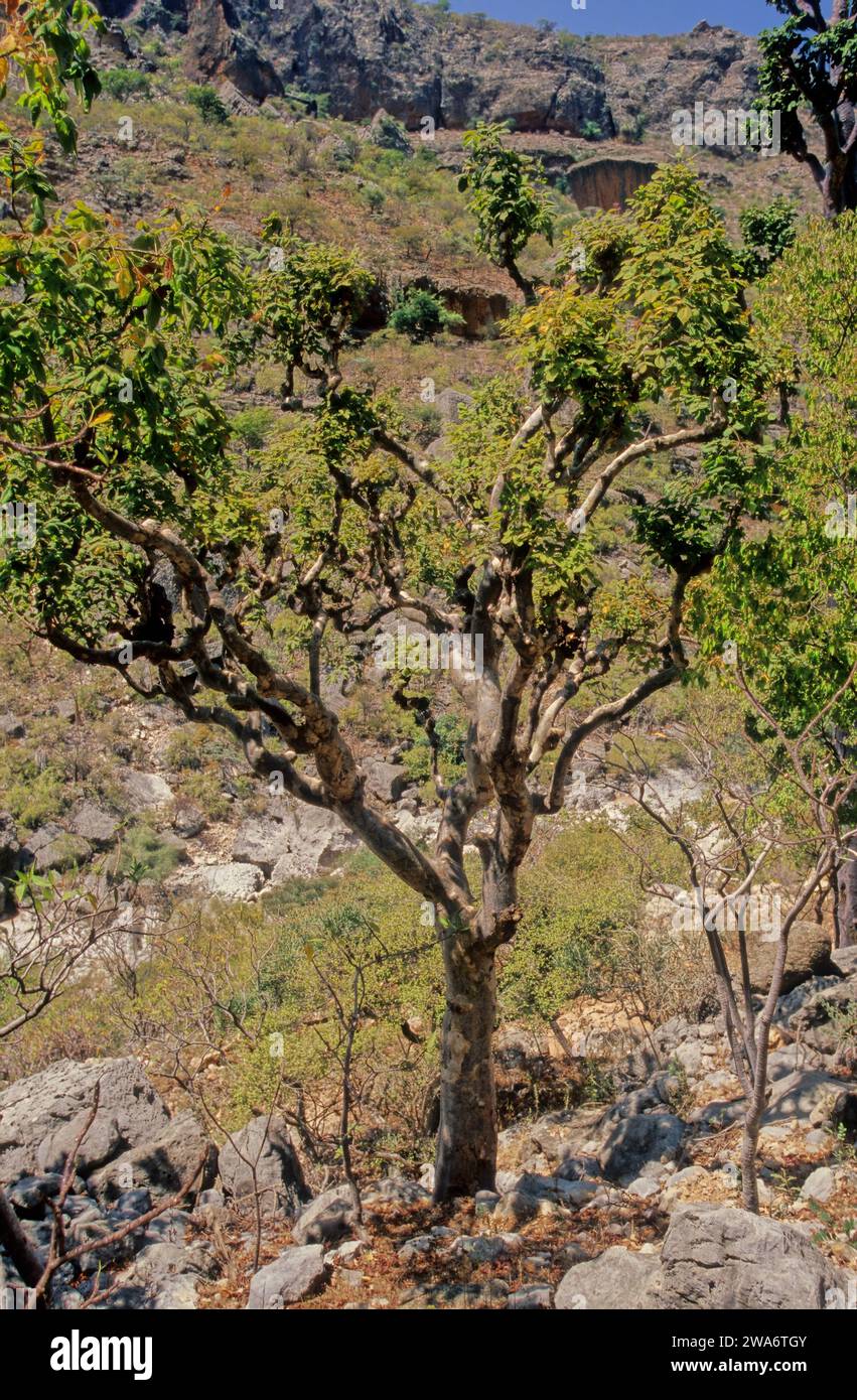 Commiphora myrrha, called myrrh, African myrrh, herabol myrrh, Somali ...