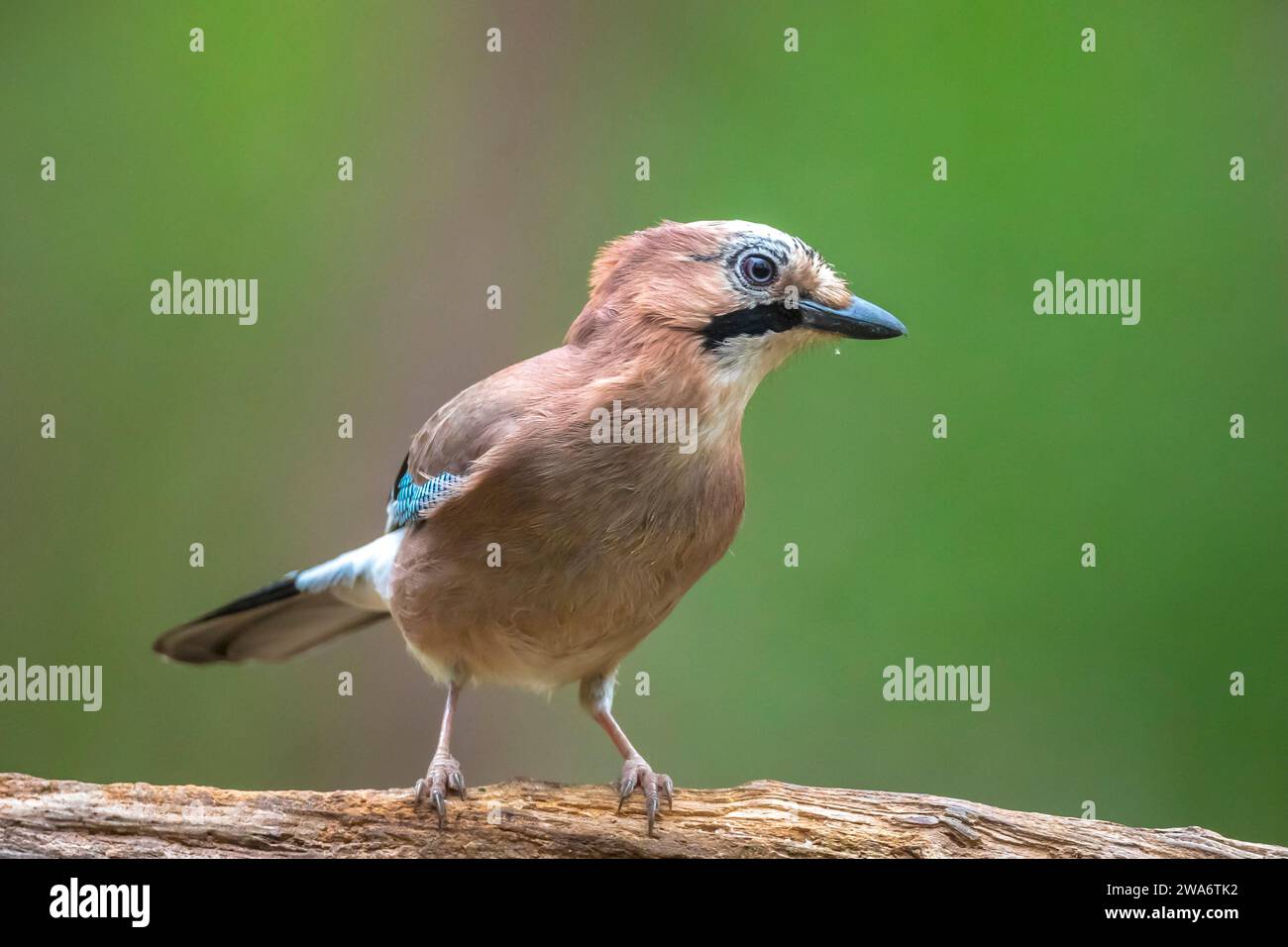 Foraging insects hi-res stock photography and images - Alamy