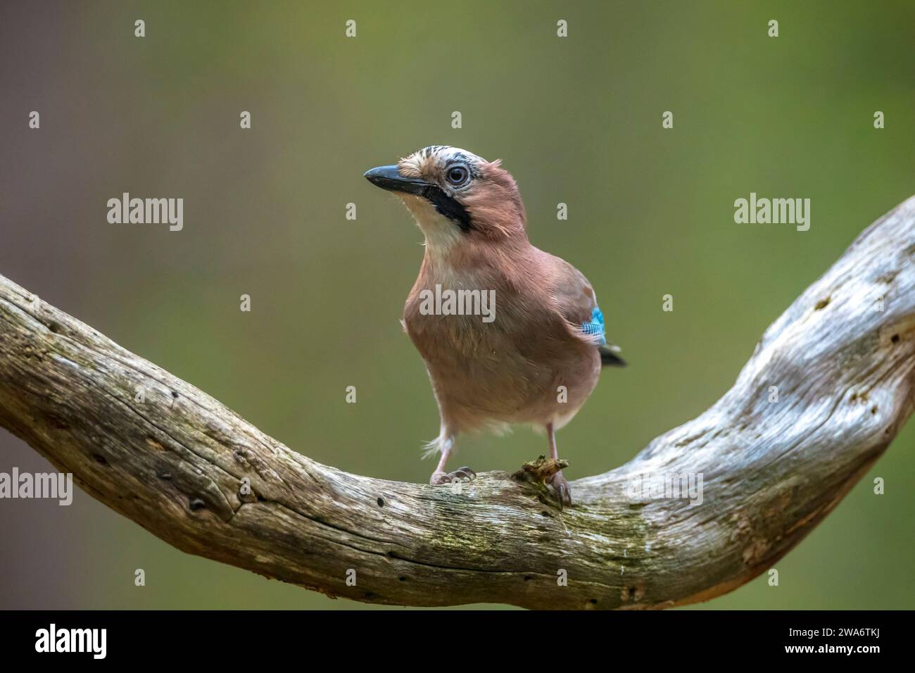 Foraging insects hi-res stock photography and images - Alamy
