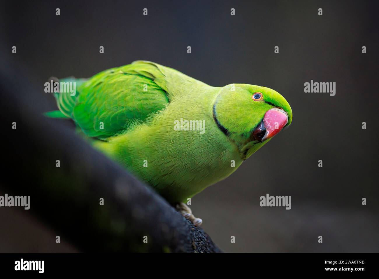 Closeup of a Rose-ringed parakeet, Psittacula krameri, also known as ...