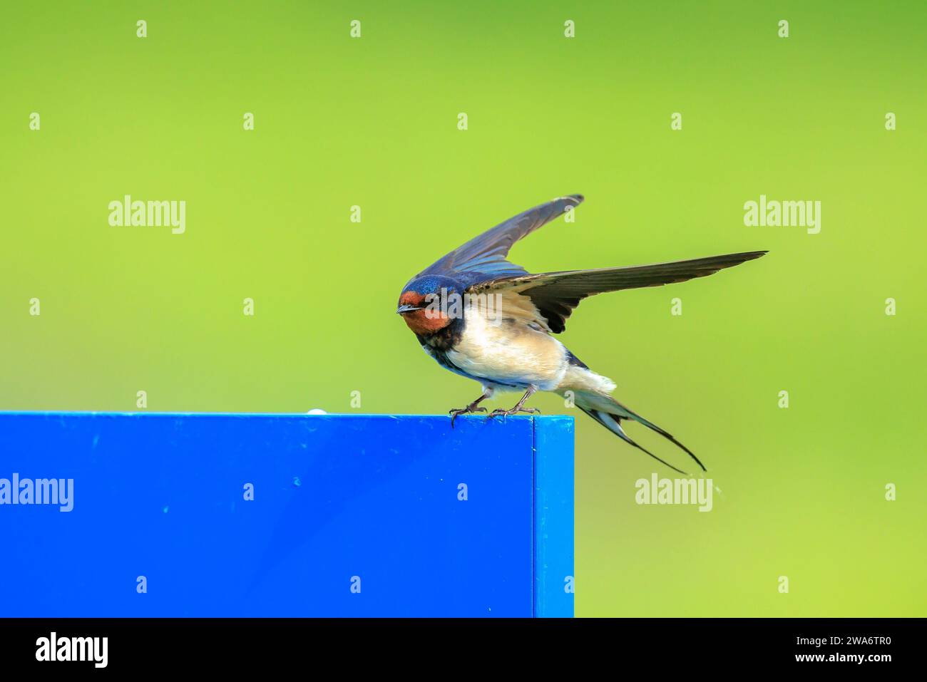 Closeup of a Barn Swallow, Hirundo rustica, resting after hunting. This ...