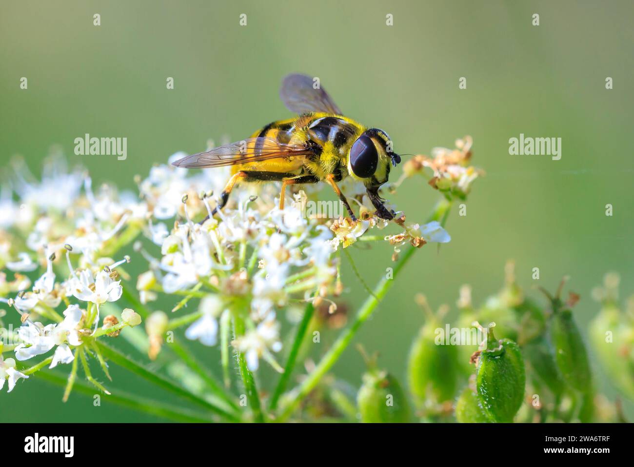 Closeup of Batman hoverfly, Myathropa florea, pollinating on white flowers Stock Photo - Alamy