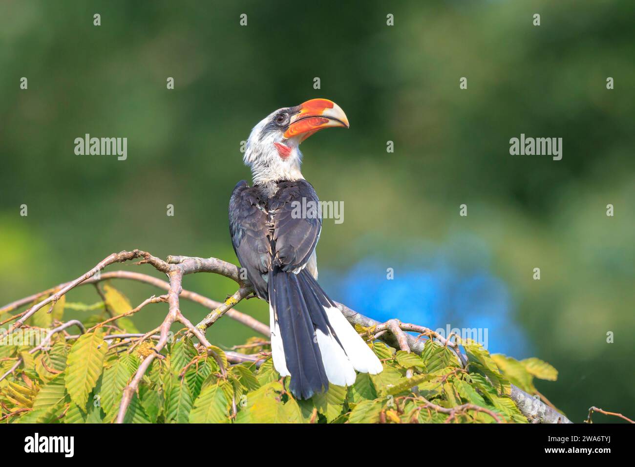 Closeup of a von der decken's hornbill, tockus deckeni, bird perching ...