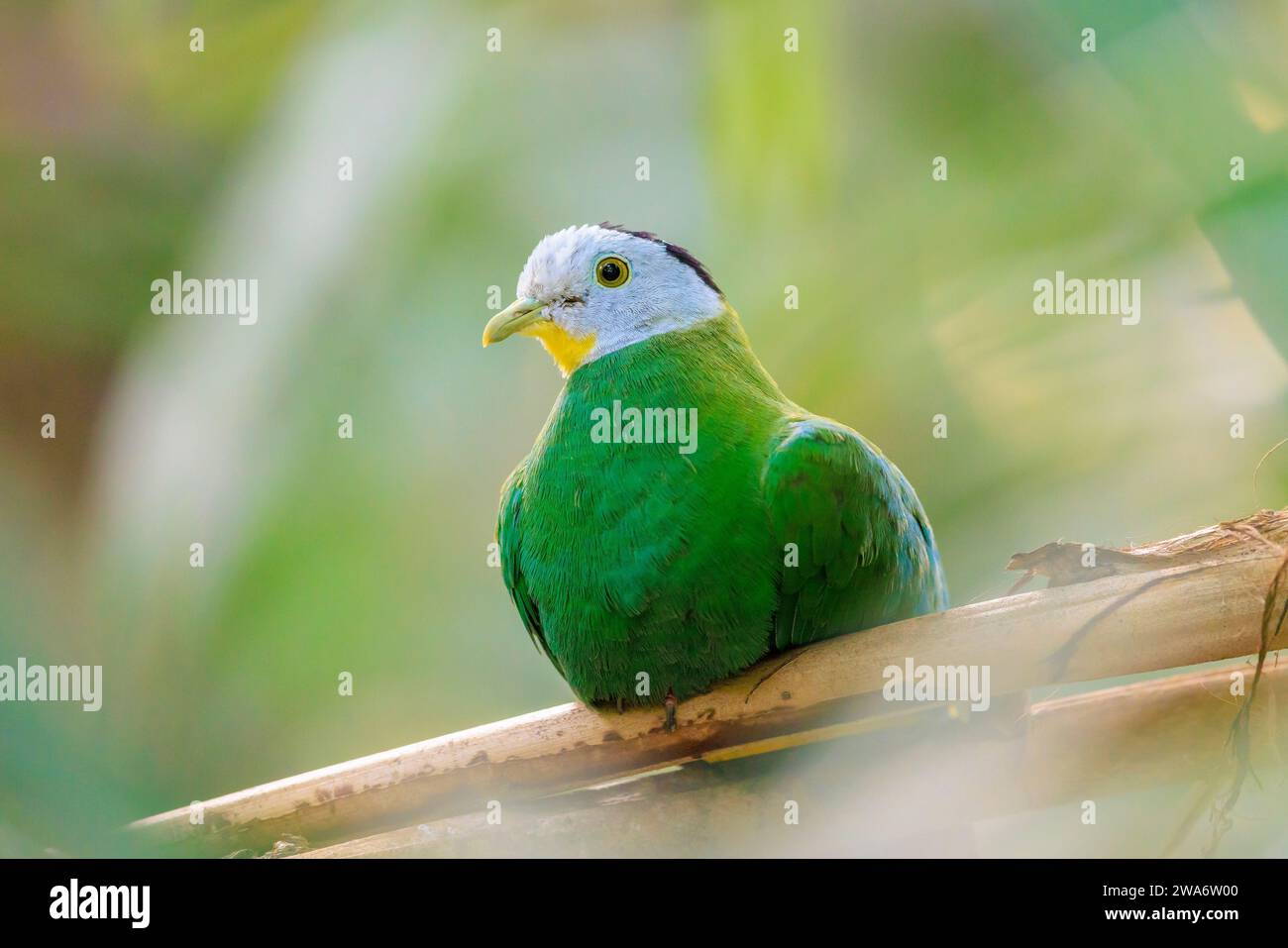 Fruit dove hi-res stock photography and images - Alamy