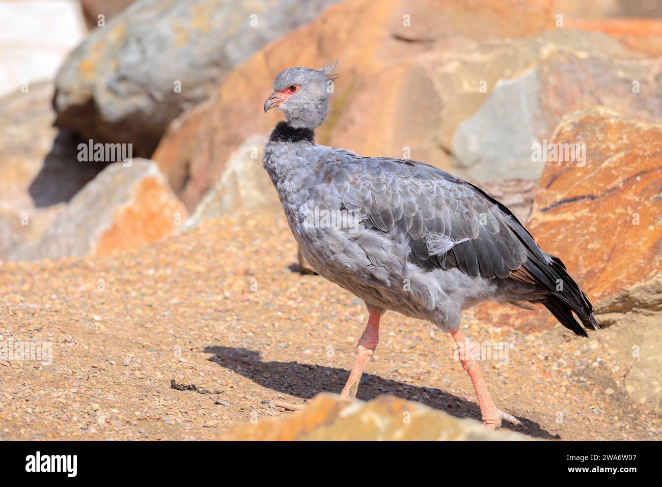 Closeup of a Southern screamer, chauna torquata, walking between the ...